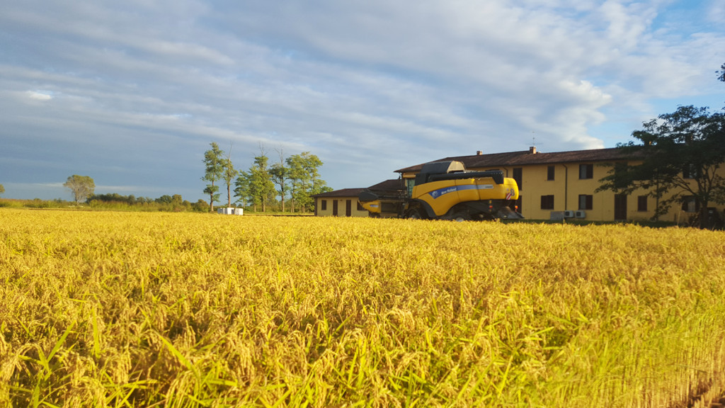 Azienda Agricola - Coltivazione riso - Cascina Bon Piumazzo
